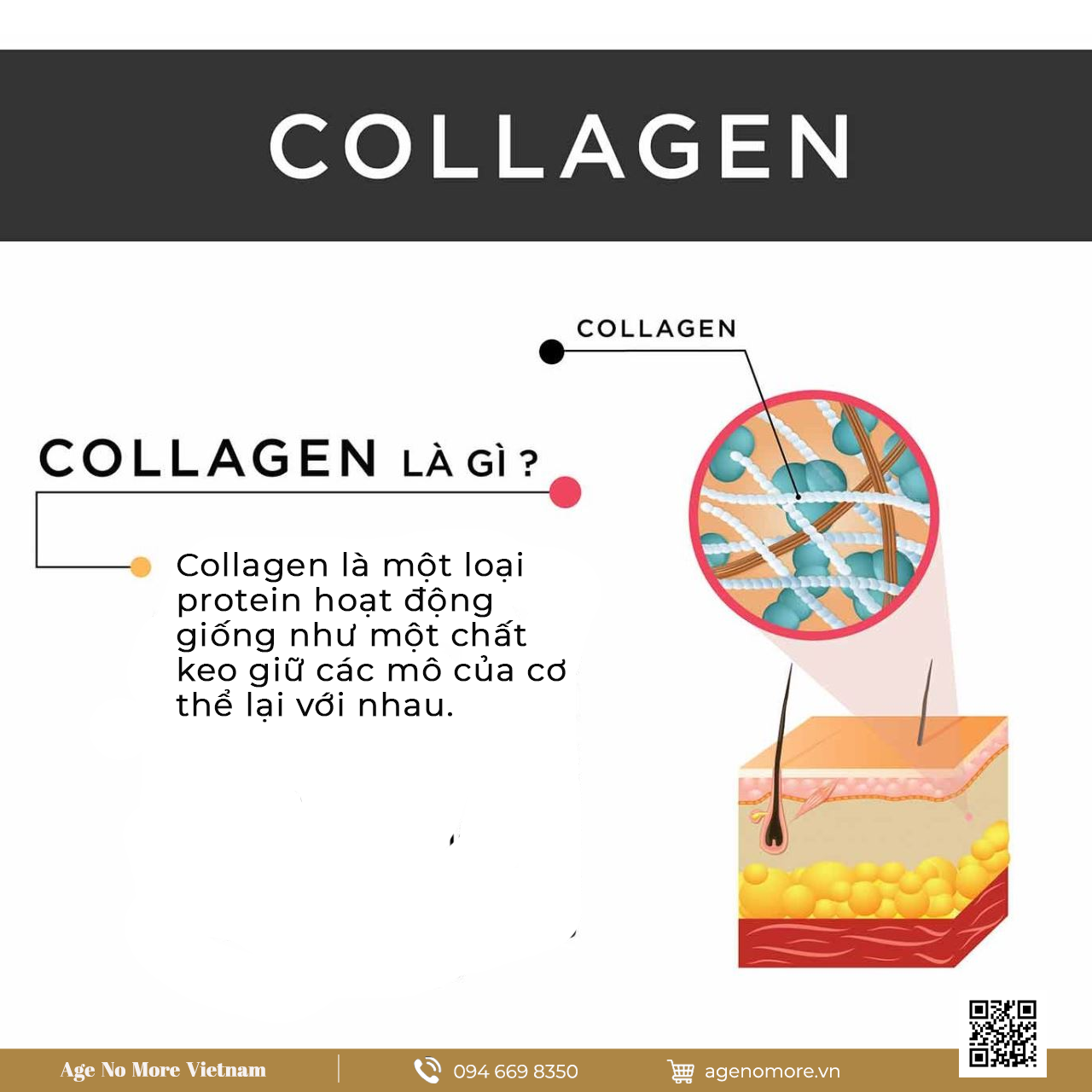CUNG CẤP COLLAGEN CHO LÀN DA VỚI STEM CELL MOISTURIZER VÀ STEM CELL ...